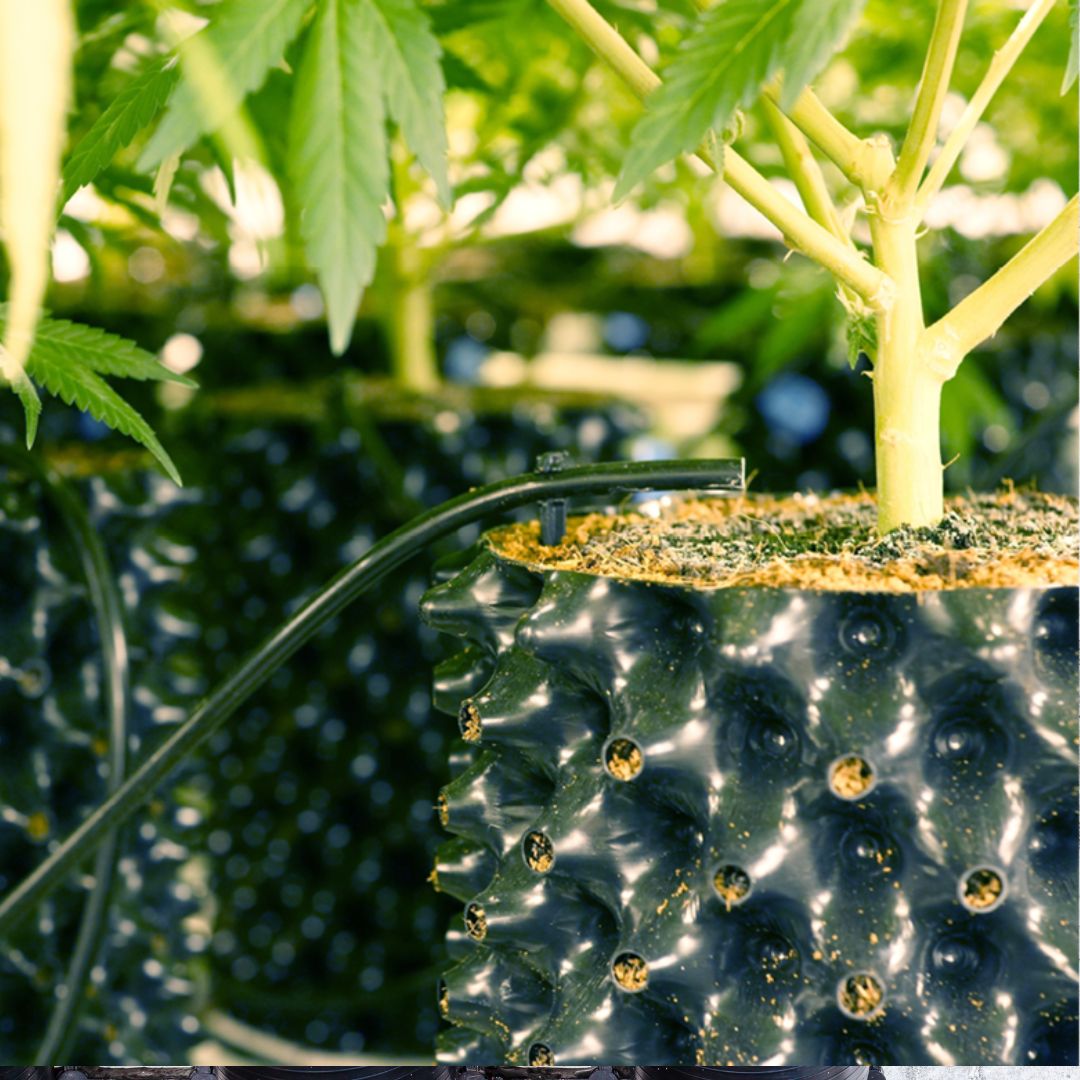 Pots & Airpots – Hemp Culture