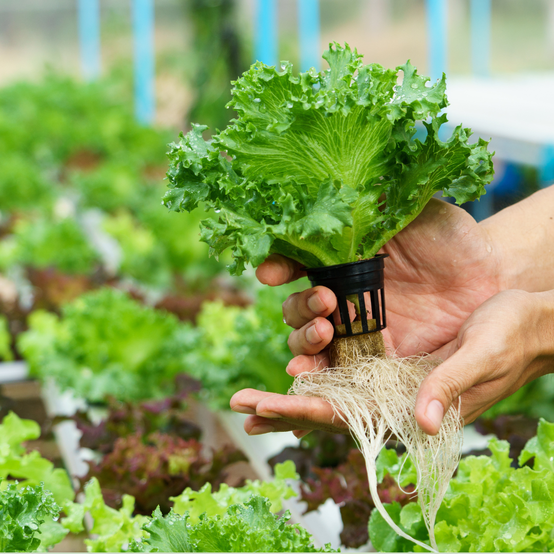 Hydroponic Systems – Hemp Culture