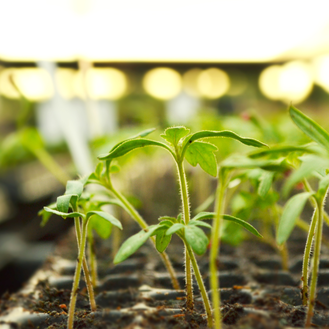 Hemp Propagation Tools & Equipment | Hemp Culture